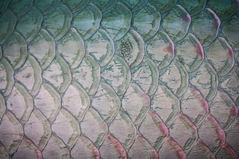 Squame del blu del metallo immagine stock. Immagine di irregolare ...