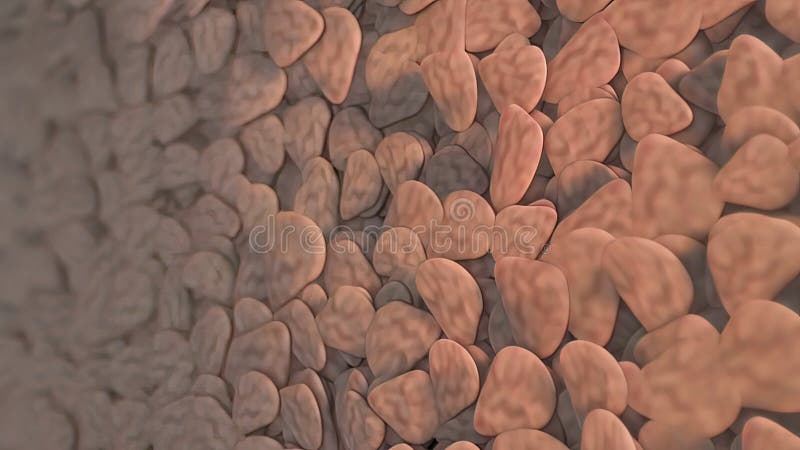 Squamous Cells in the Stomach Stock Illustration - Illustration of ...
