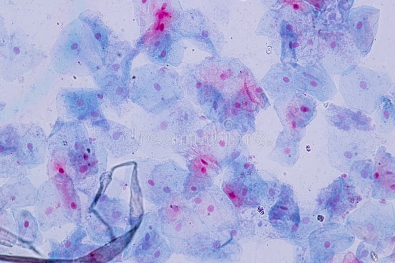Squamous Epithelial Cells Under Microscope Human Squamous Epithelium
