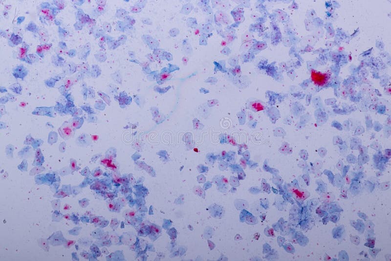 Squamous Epithelial Cell Cell Structure of Human Under Microscope View ...