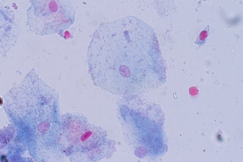 Squamous Epithelial Cell Cell Structure of Human Under Microscope View ...