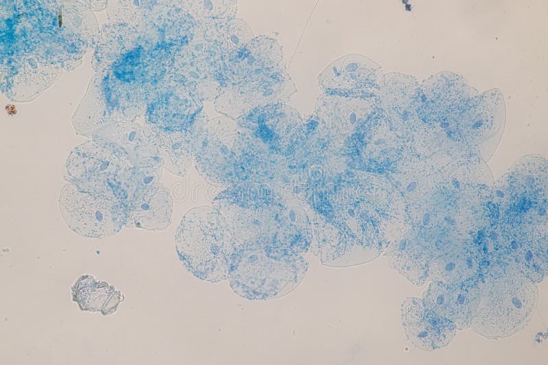 Squamous Epithelial Cell Cell Structure of Human Under Microscope View ...