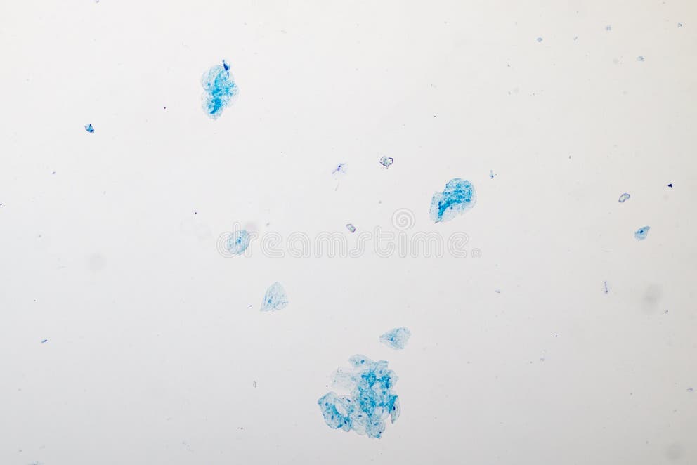 Squamous Epithelial Cell Cell Structure of Human Under Microscope View ...