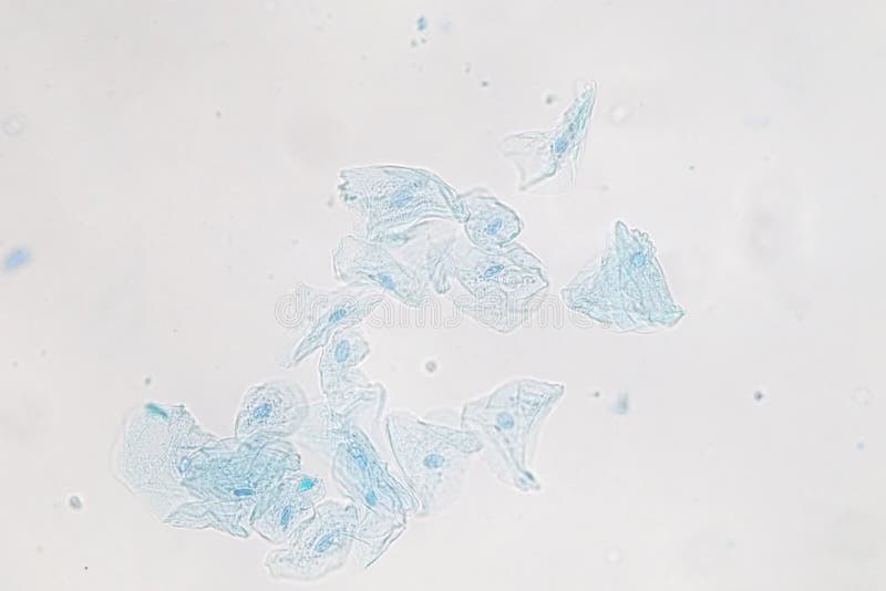 Squamous Epithelial Cell Cell Structure of Human Under Microscope View ...