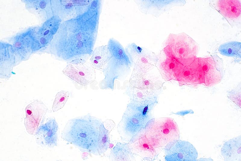 Squamous Epithelial Cells Under Microscope View for Education Histology ...