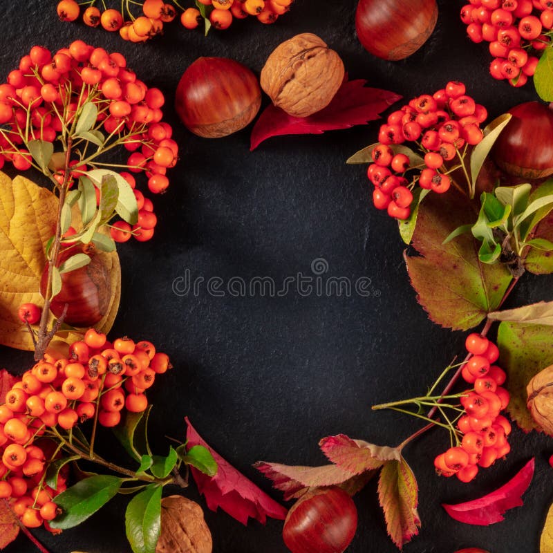 Square Autumn Background Design with Chestnuts and Fall Leaves, Shot ...