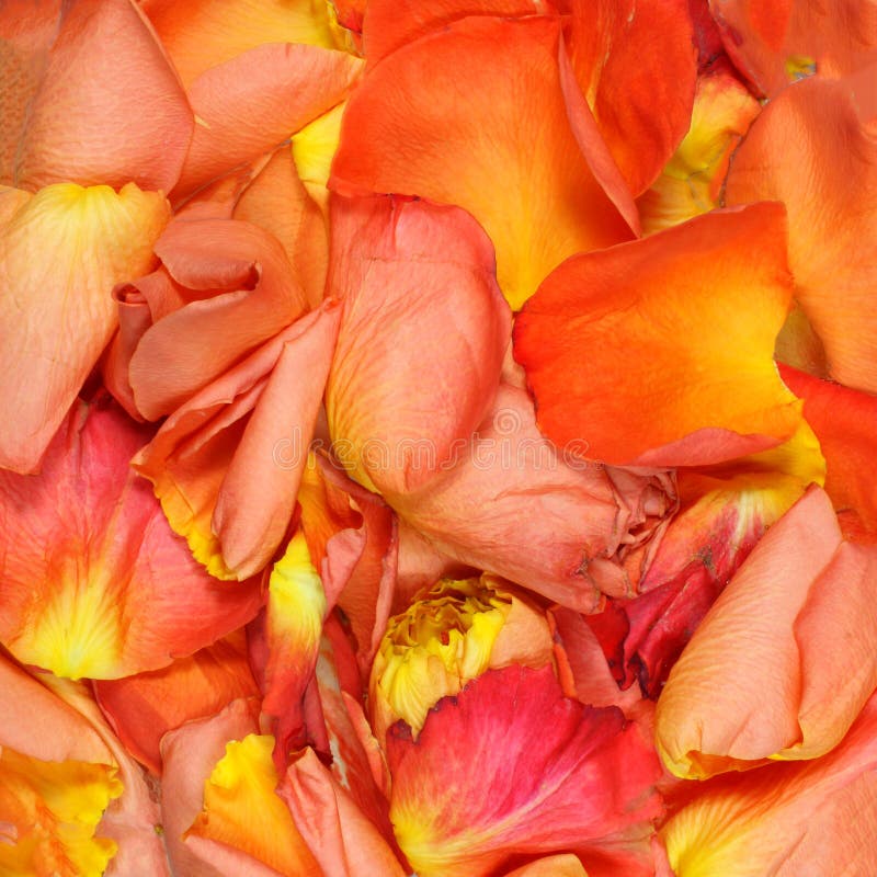 Square Background of Rose Pedals Peach, Red, Orange and Yellow Stock ...
