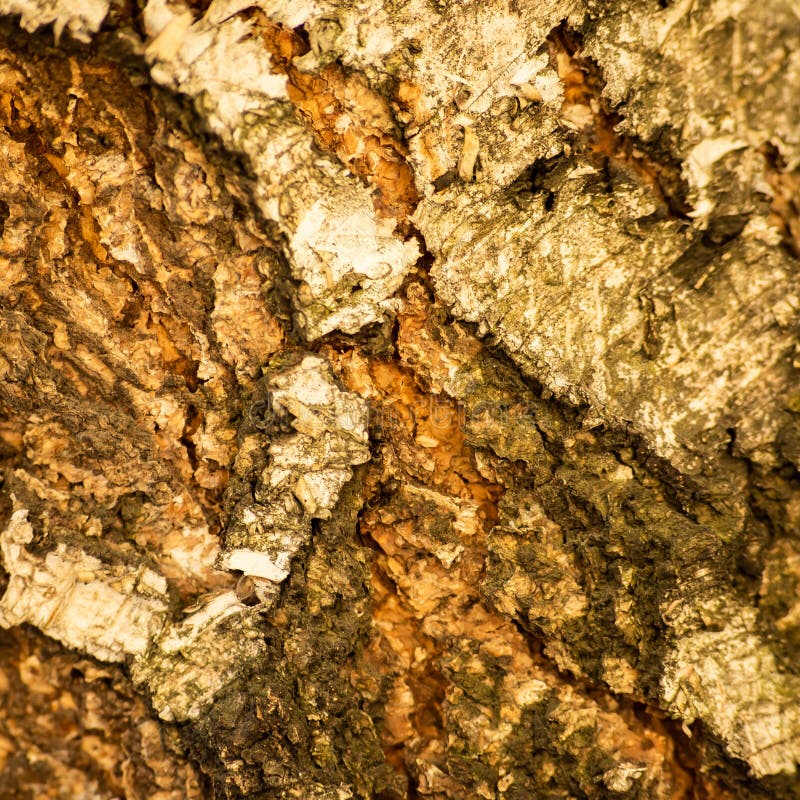 Square Background with Yellow Tree Bark Stock Image - Image of organic ...