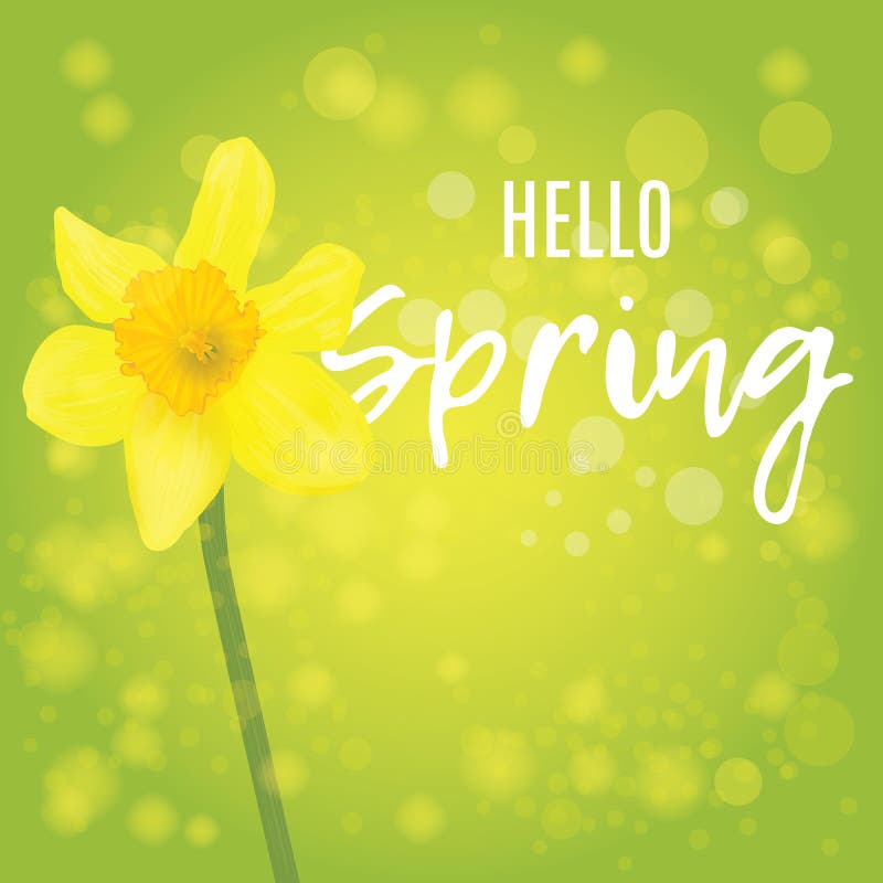 Square Banner with Daffodils. Hello Spring Stock Illustration ...