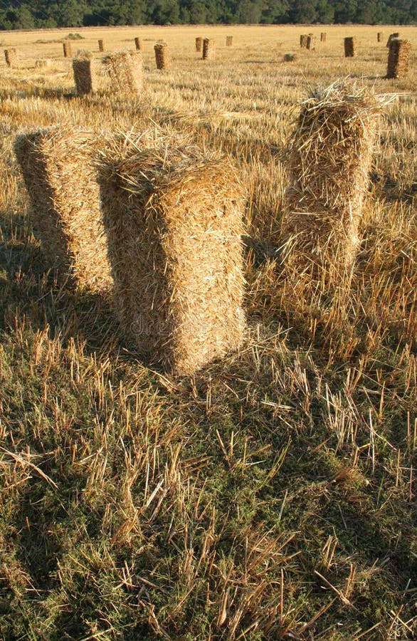 Square barley bales stock image. Image of field, plant - 1551441