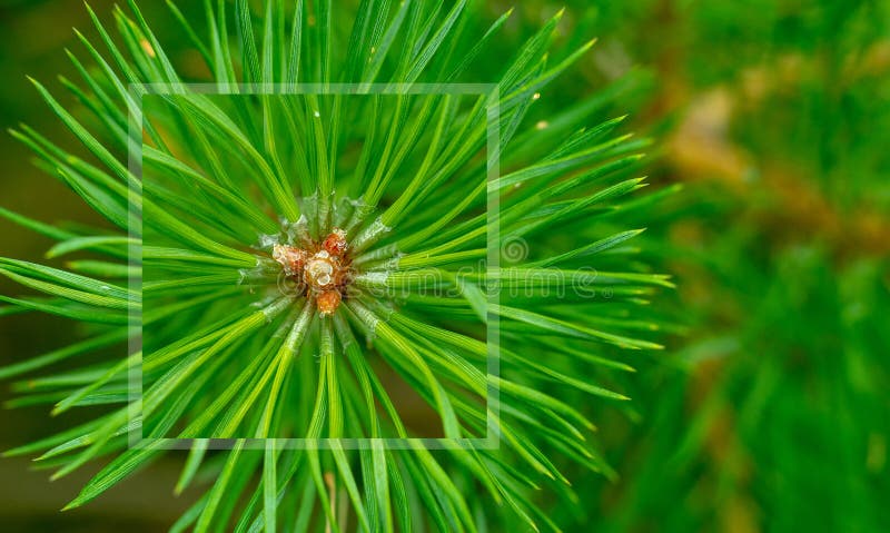 Team Flowers Sunflower Seeds Stock Photos - Free & Royalty-Free Stock ...