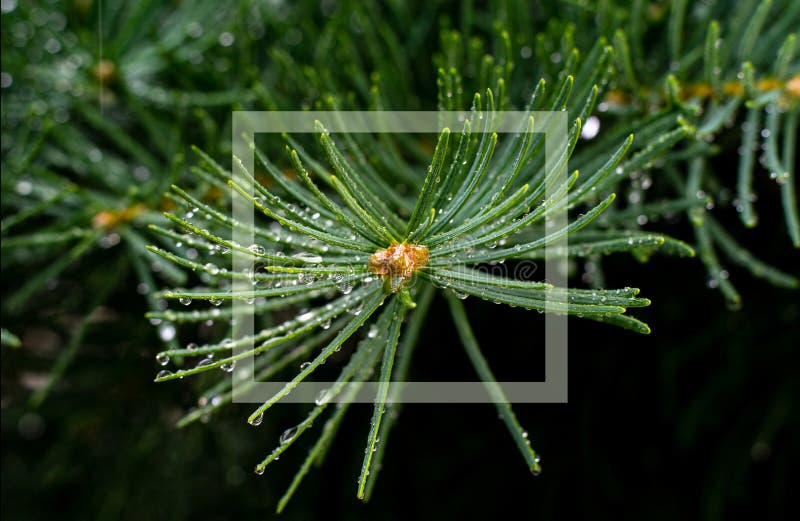 Team Flowers Sunflower Seeds Stock Photos - Free & Royalty-Free Stock ...