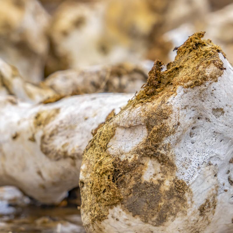 Square Close Up of the Bone of a Dead Animal with a White and Rough ...