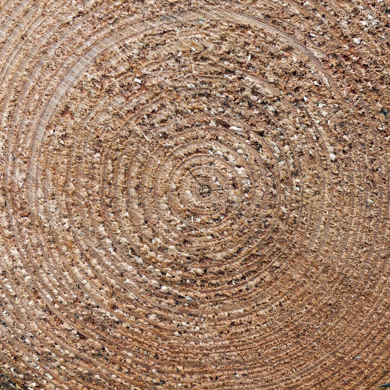 Square Closeup of Cut Spruce Tree Trunk Stock Image - Image of circle ...