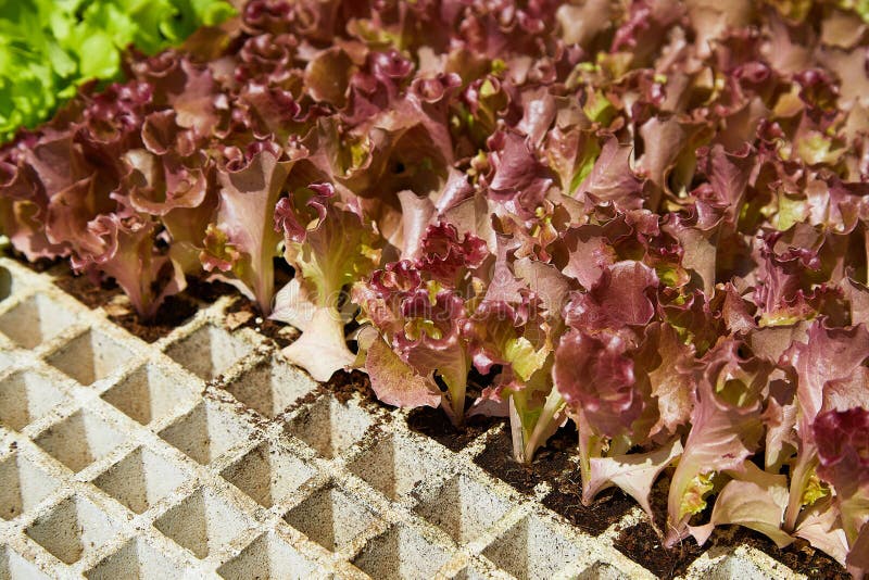 Square Containers for Seedlings with a Young Red Lettuce. Part of the ...