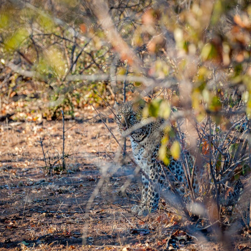Square Crop of a Leopard Sat Under a Tree Stock Photo - Image of crop ...