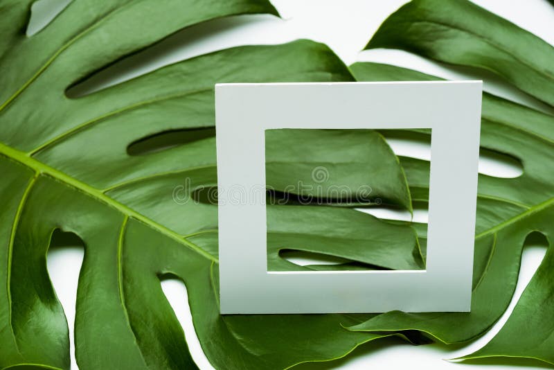 Square Empty Frame on Green Palm Stock Photo - Image of tropical, decor ...