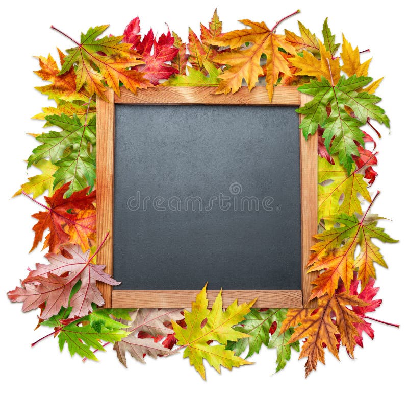 Square Empty School Board among Colorful Autumn Maple Leaves Isolated ...