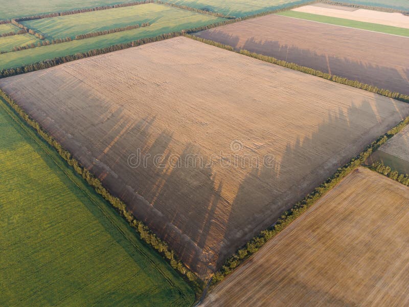 Square Fields with Wheat are Ready for Harvest in Summer Stock Photo ...