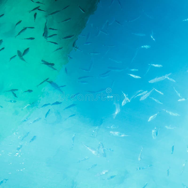 Square fish abstract, stock image. Image of shiny, distorted - 15582617