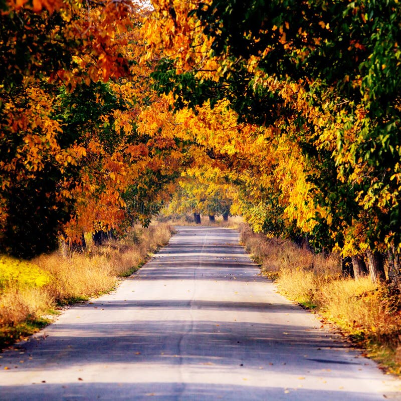Square Format Autumn Landscape Stock Image - Image of season, drive ...