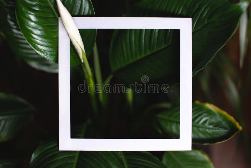 Square Frame on the Background of Green Leaves of Tropical Plants ...