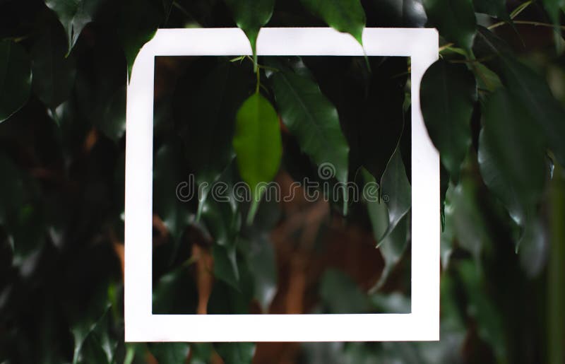 Square Frame on the Background of Green Leaves of Tropical Plants ...