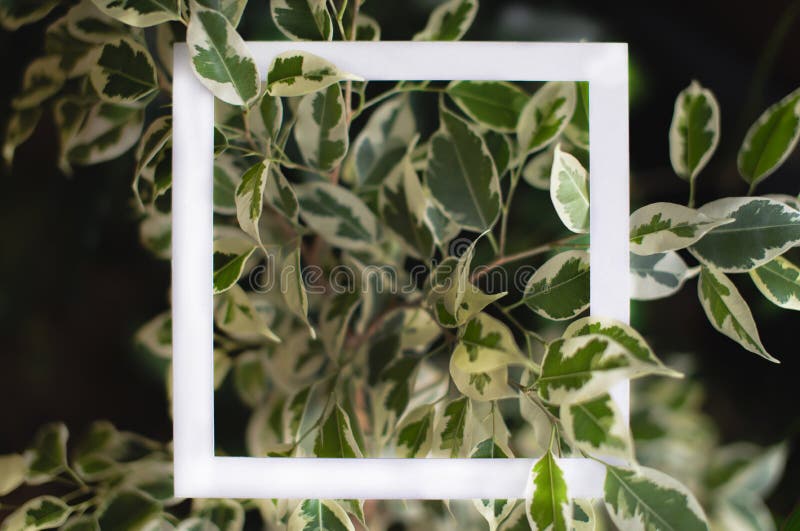 Square Frame on the Background of Green Leaves of Tropical Plants ...
