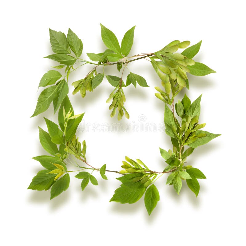 Square Frame from Branches, Flowers and Grass Stock Photo - Image of ...