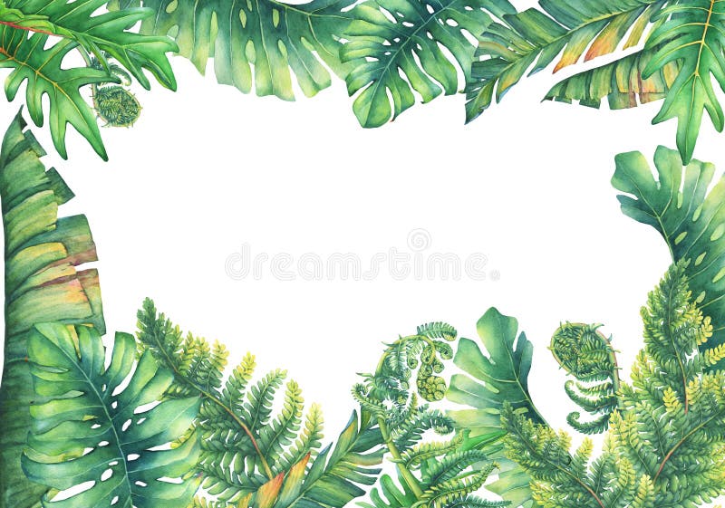 Square Frame With Branches Tropical Plants. Stock Illustration ...