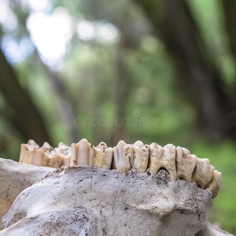 Square Frame Close Up of an Animal Skull in the Forest Against Blurred ...