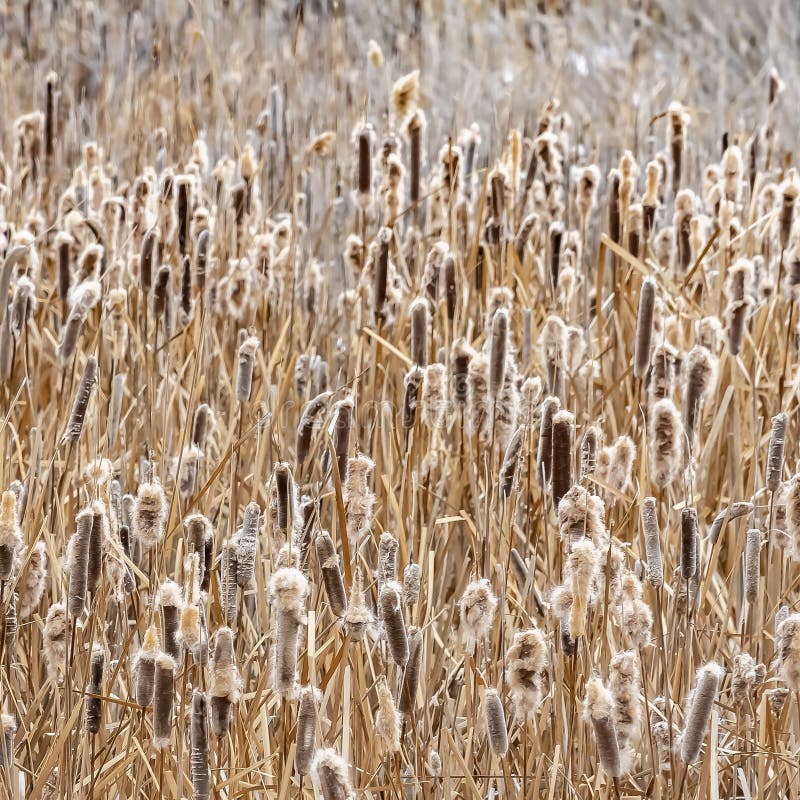 Square Frame Close Up View of Tall and Slim Brown Grasses Growing ... Square Frame Close Up View of Tall and Slim Brown Grasses Growing ...