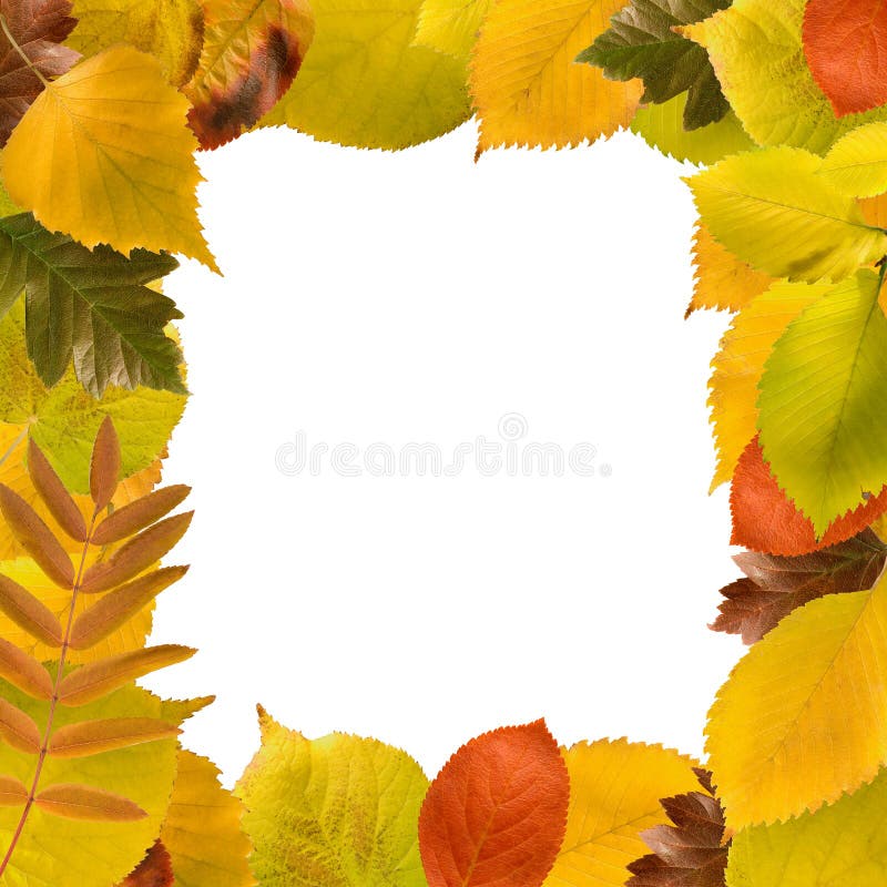 Set of Different Autumn Leaves Isolated Stock Image - Image of leaf ...