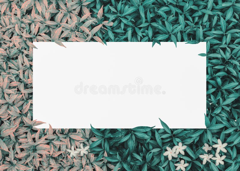 Square Frame with Green Dark Leaves Nature Background and Creative ...