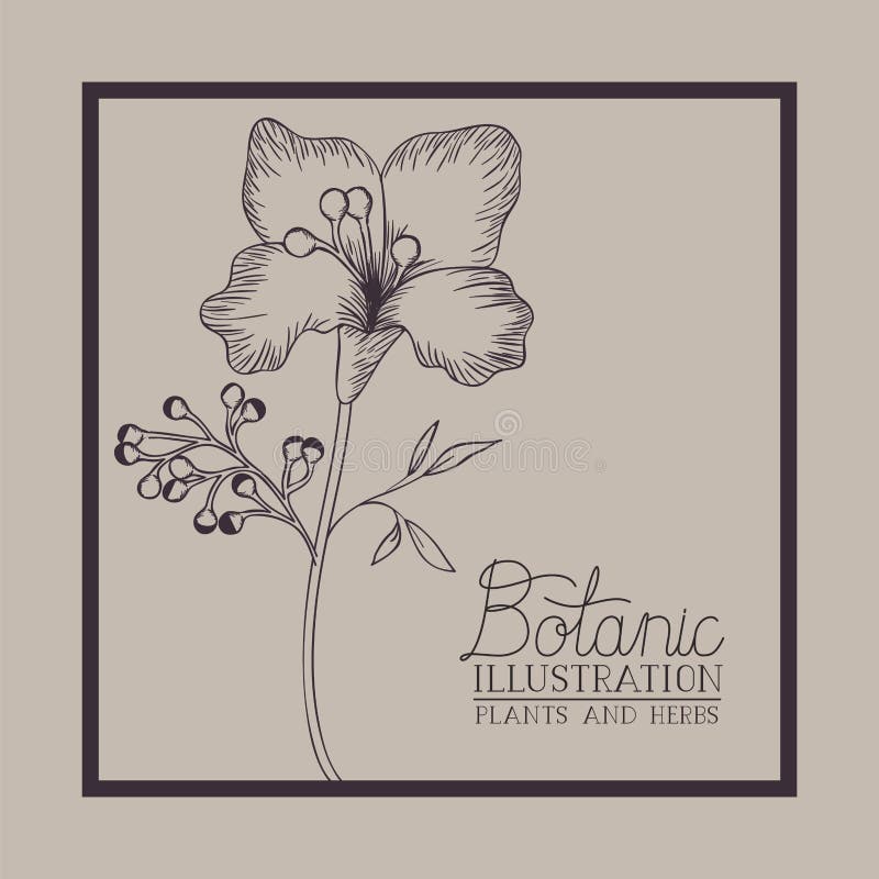 Square Frame with Lily Flowers Drawn Stock Vector - Illustration of ...