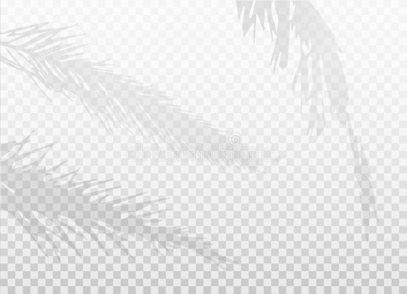Leaf Palm Shadows Transparent Stock Illustrations – 1,324 Leaf Palm ...