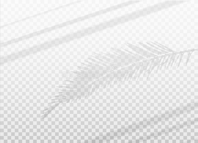 Shadow Stripes from the Window and a Palm Leaf. Vector Realistic ...