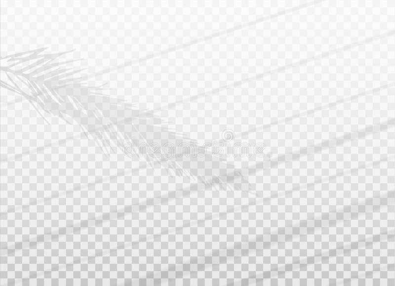 Shadow Stripes from the Window and a Palm Leaf. Vector Realistic ...