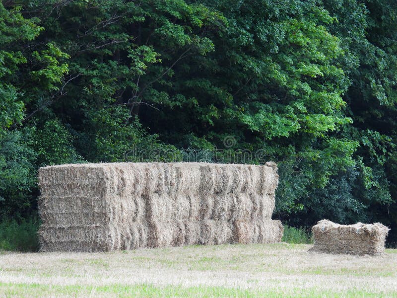 Rectangular Square Hay Bales Stacked in Field Waiting for Transport ...