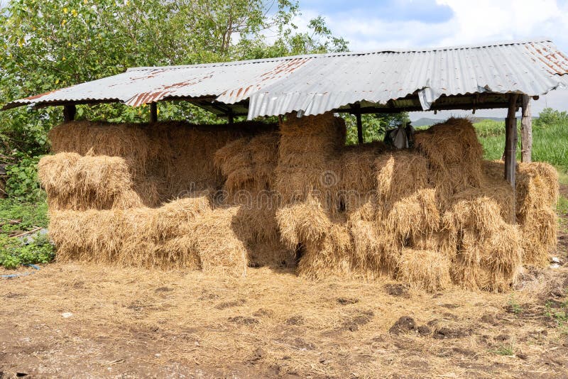 Square Hay Bale Hay Stack in Small Hay Barn Stock Image - Image of ...