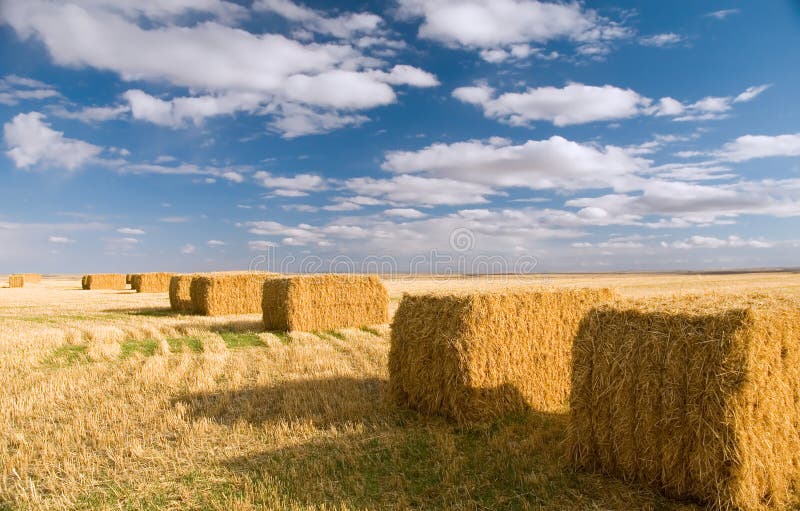 Square Hay bales stock photo. Image of golden, square - 1358960