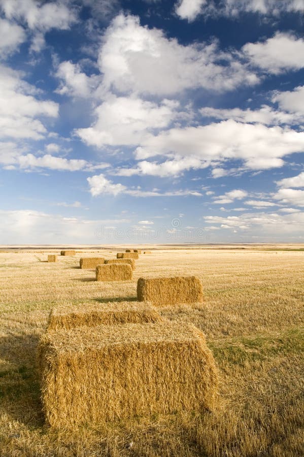 Square hay bales stock image. Image of crop, farming, prairie - 1717023