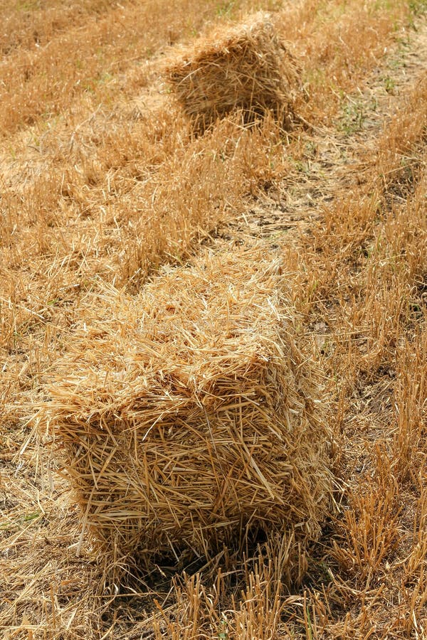 Square Hay bales stock photo. Image of summer, barley - 96419724