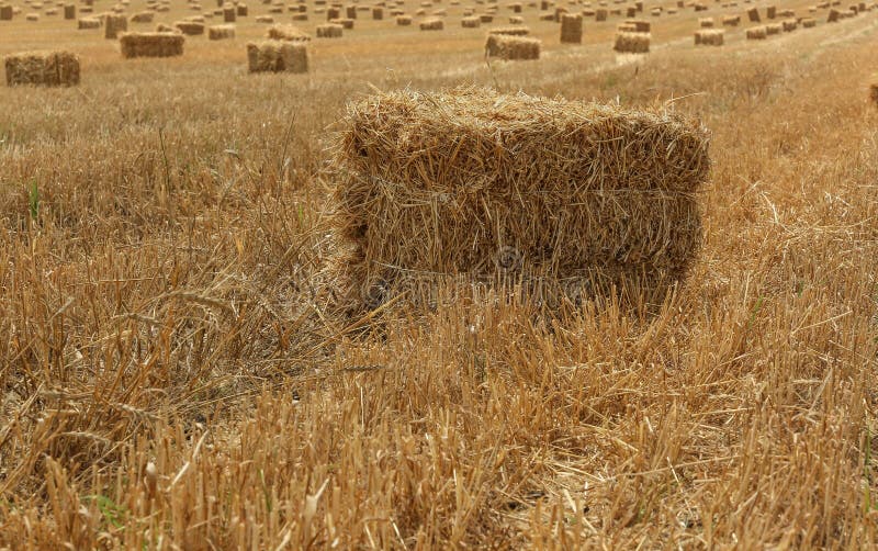 Square Hay bales stock image. Image of barley, landscape - 96419827