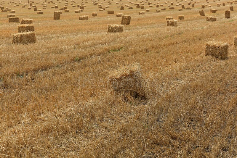 Square Hay bales stock photo. Image of bale, round, rural - 96419908