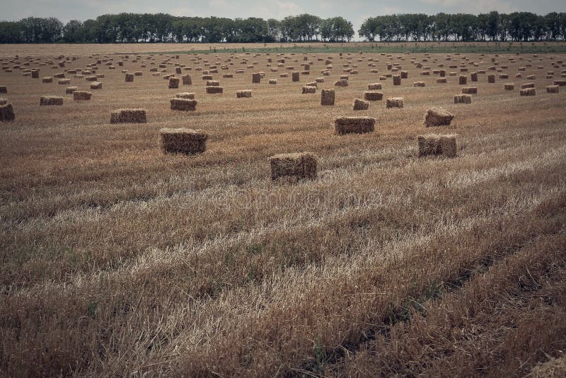 Square Hay bales stock photo. Image of golden, haybail - 96420046