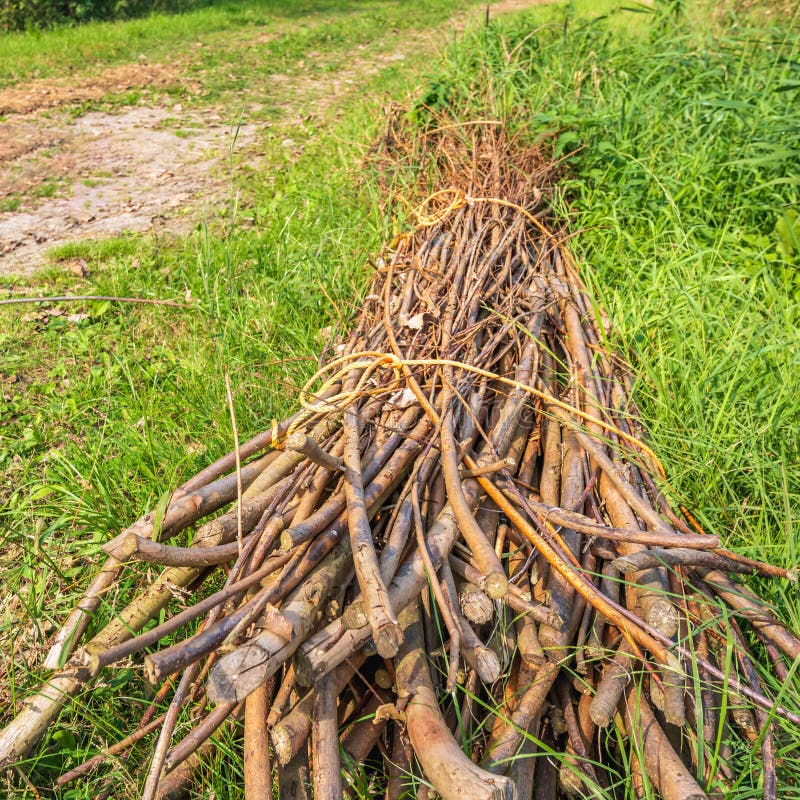 Branches Tied Together with Orange Rope Stock Photo - Image of grass ...