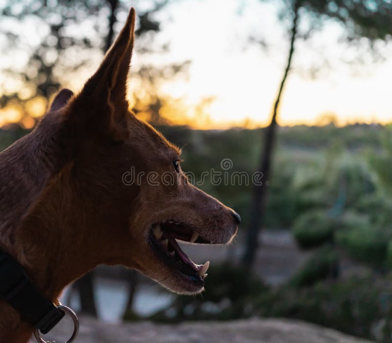 Square Image of a Dog`s Face in Focus. the Dog is in a Forest while it ...