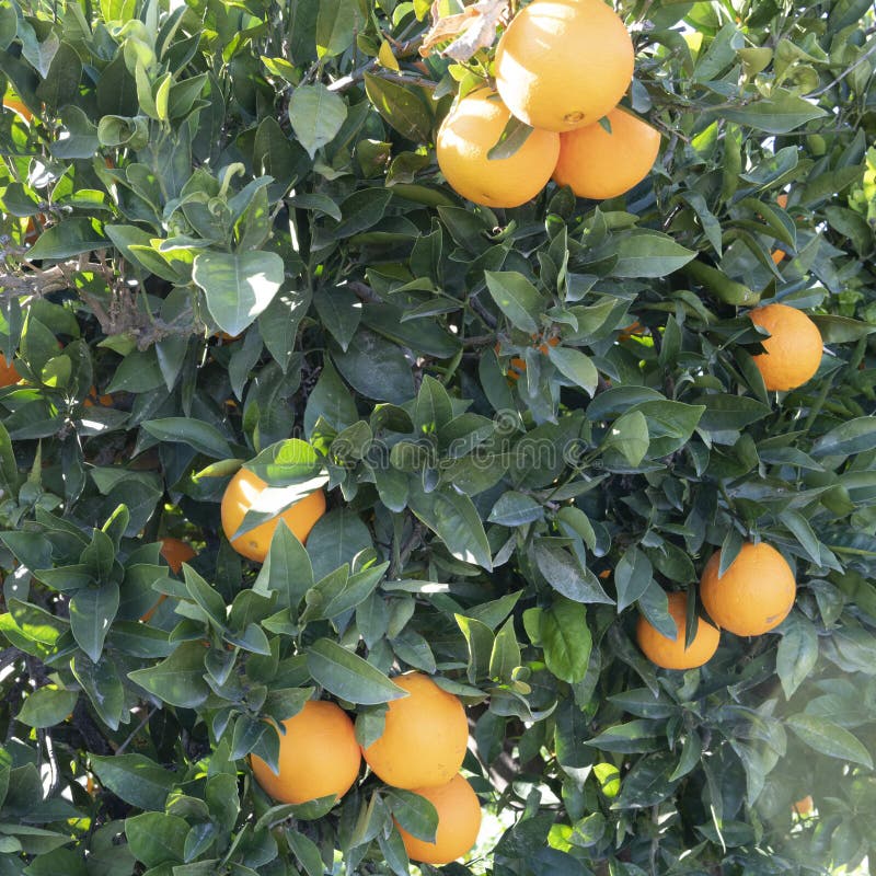 Spanish orange tree 7 stock photo. Image of colorful - 169203436