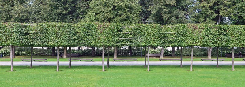 Square Linden Trees As an Element of Modern Decorative Park Design ...